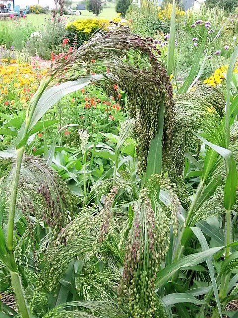 Violet Panic Grass Panicum Miliaceum Violaceum Ornamental Purple Millet ...