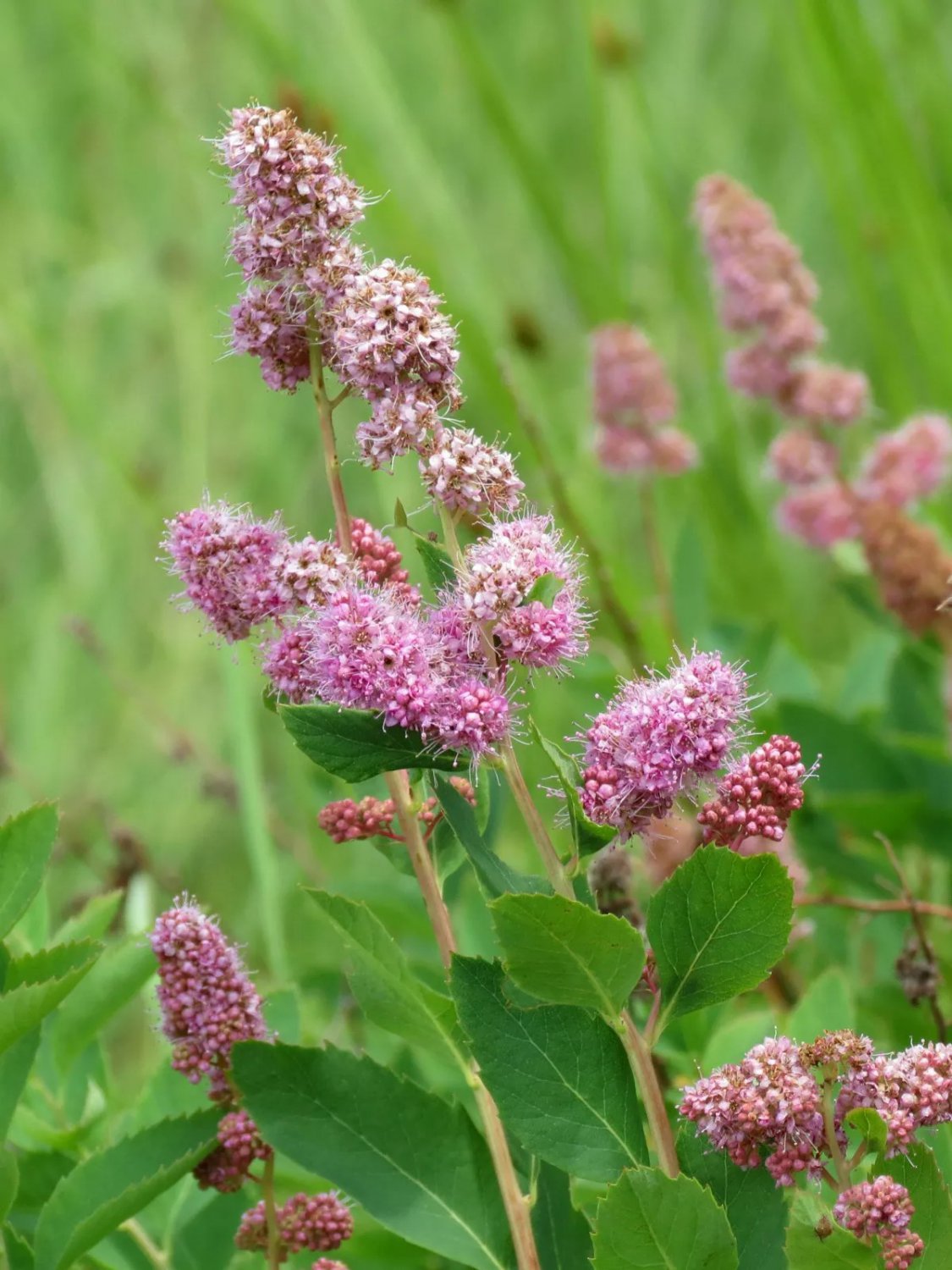 Rose Douglas Spirea Pink Hardhack Steeple Bush Spiraea Flower Shrub 50 ...
