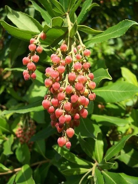 Pacific Madrone Tree Bearberry Red Arbutus Menziesii Oregon Laurel 10 Seeds