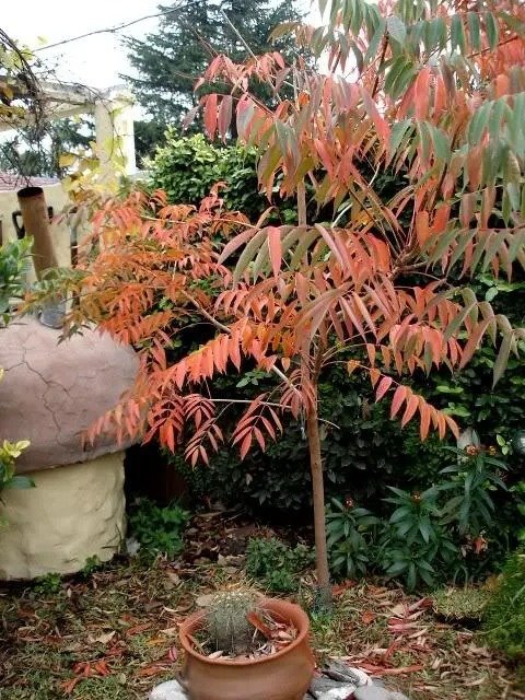 Flameleaf Sumac Tree Shining Dwarf Winged Rhus Schmaltzia Copallina 30 ...