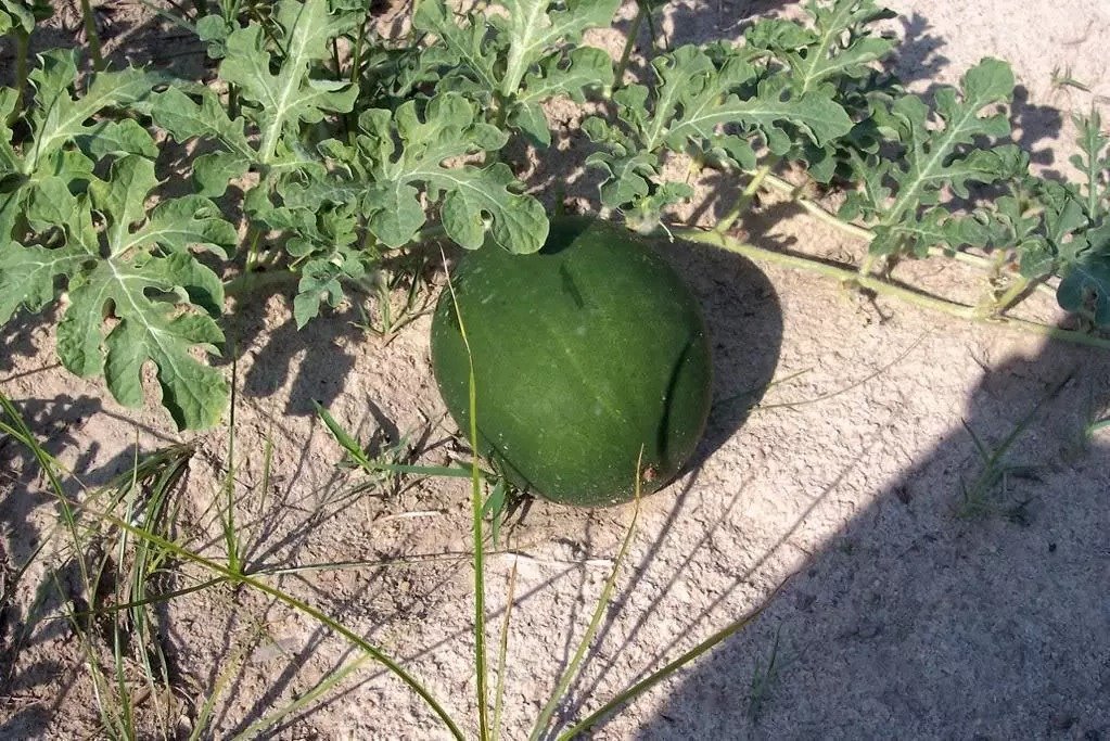 Florida Giant Watermelon Cannon Ball Black Diamond Citrullus Fruit 50 Seeds