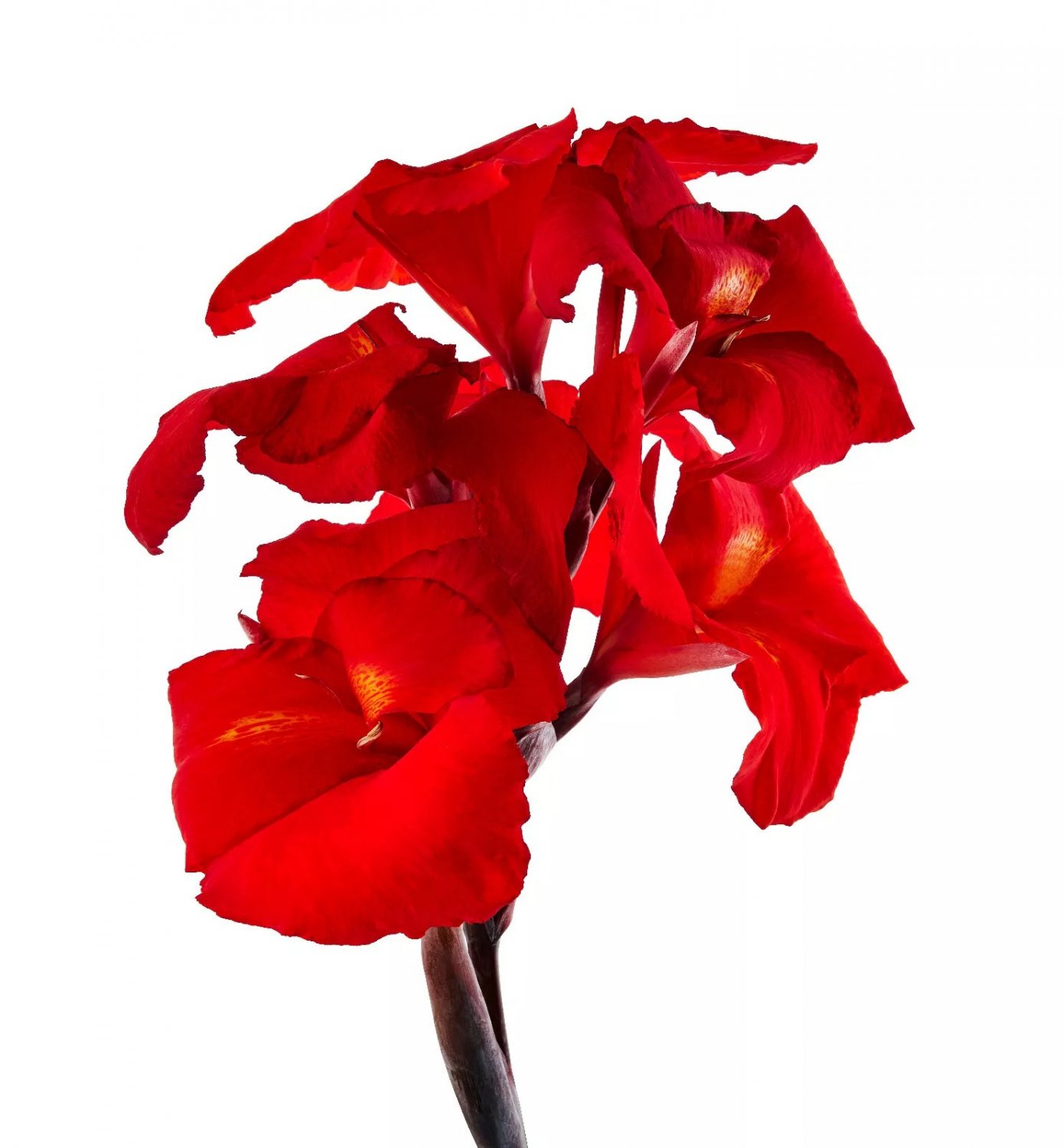 Red Canna Lily Indian Shot Canna Indica Flower 5 Seeds