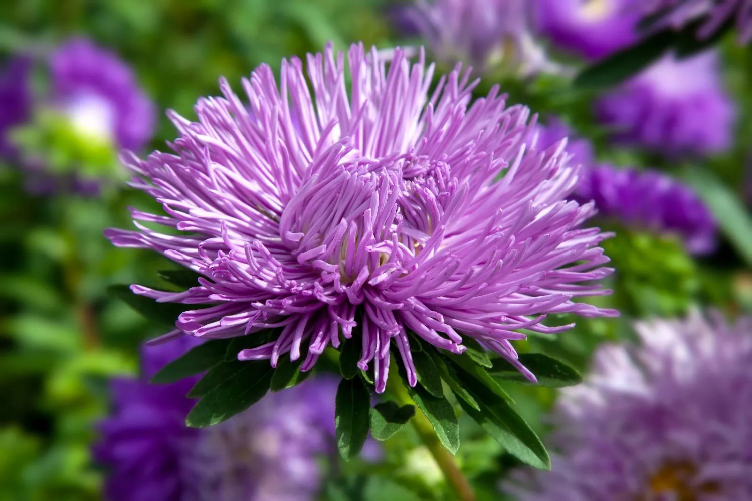 Violet Purple Needle Aster Callistephus Chinensis Unicom Flower 30 Seeds