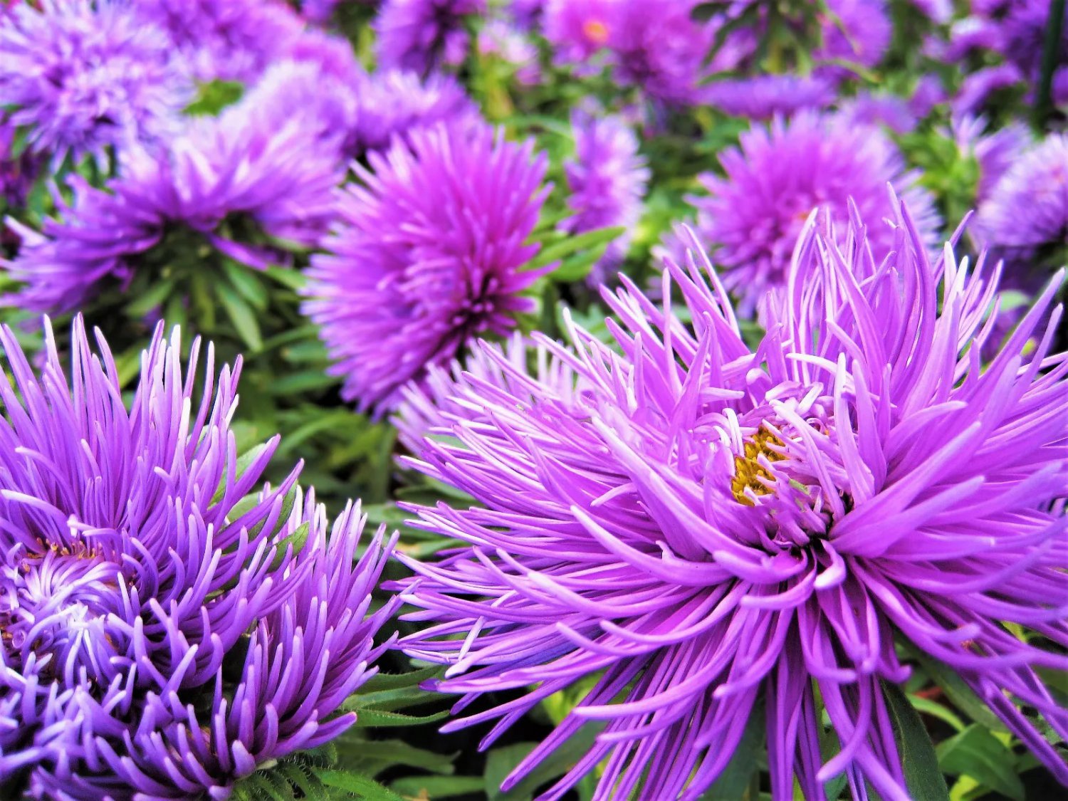 Violet Purple Needle Aster Callistephus Chinensis Unicom Flower 30 Seeds