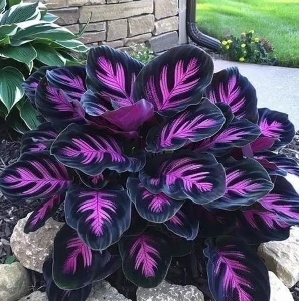 Calathea Plants! 25+ Seeds of Purple Tip Calathea Couture Flower