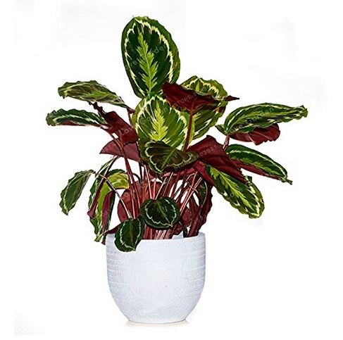 Calathea Seed Foliage Plant Seed