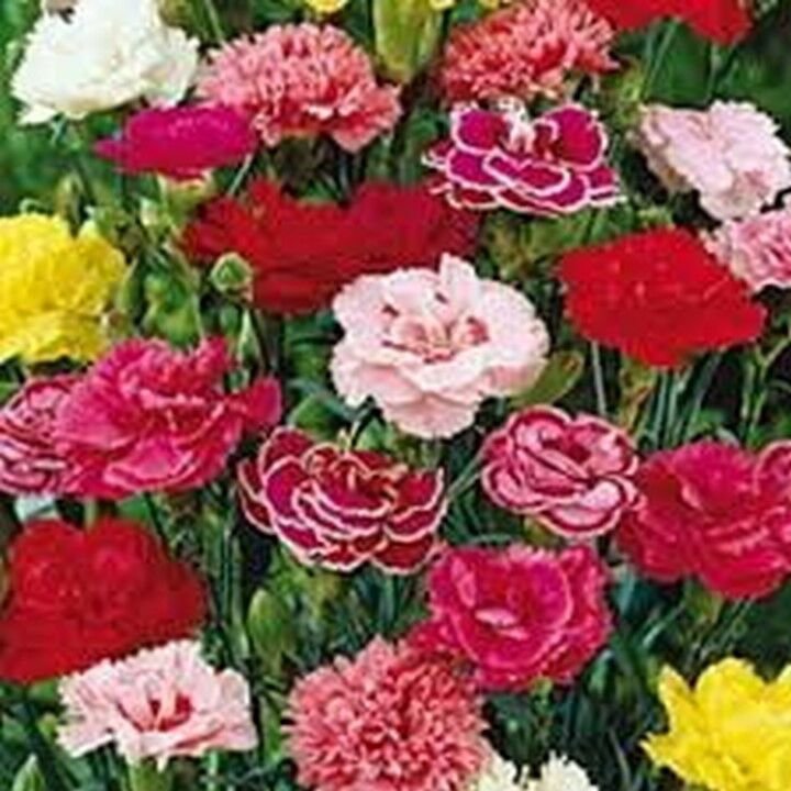 Carnation Chabaud Picotee Mix 50 Seeds