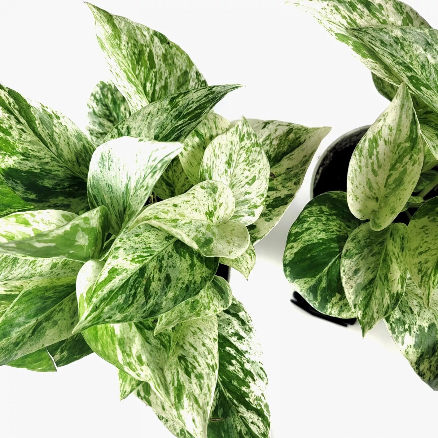 1 Snow Queen Pothos Live Plant