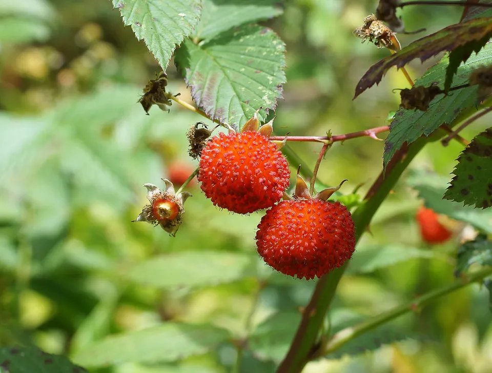 20 SEEDS AUSTRALIAN RASPBERRY