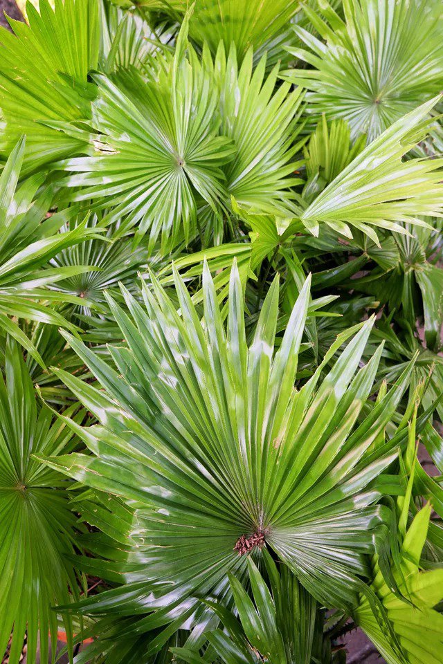 5 GREEN SAW PALMETTO Bush & Shrub Seeds for Planting