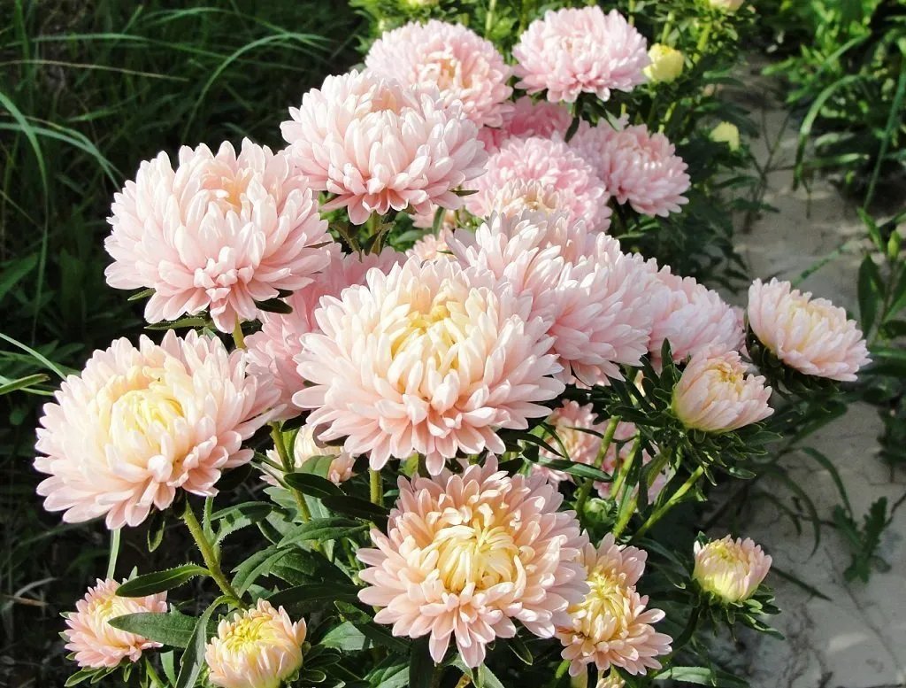 30 DUCHESS APRICOT PAEONY ASTER Flower Seeds for Planting