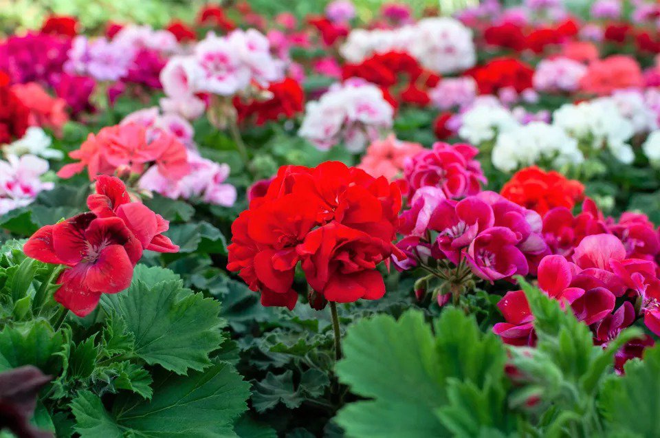 10 MIXED COLORS GERANIUM Flower Seeds for Planting