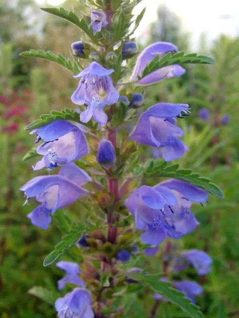 50 Purple False Dragon DRAGONS HEAD OBEDIENT Flower Seeds for Planting