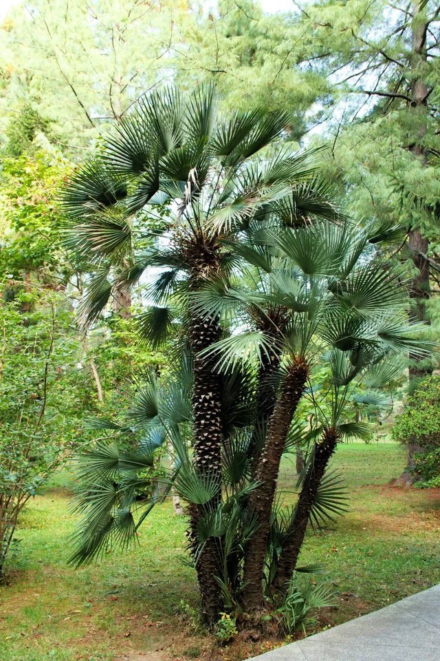5 COMMON WINDMILL PALM Tree Seeds for Planting