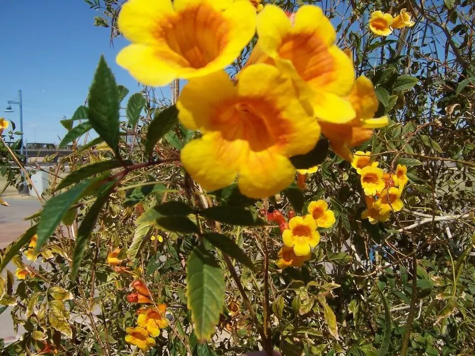 10 YELLOW HUMMINGBIRD TRUMPET VINE Flower Seeds for Planting