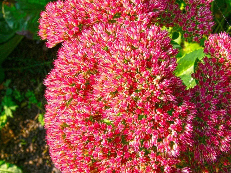 10 EMPEROR'S WAVE SEDUM Flower Seeds for Planting