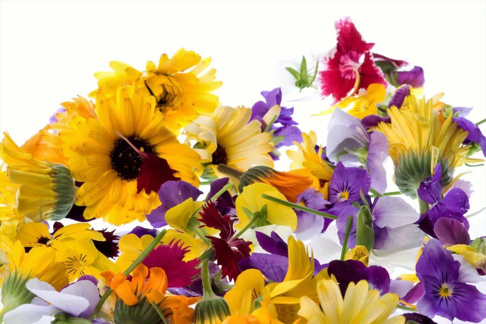 16 Types EDIBLE FLOWER MIX Flower Seeds for Planting