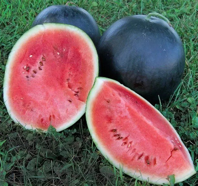 20 Black Diamond Watermelon Fruit Seeds for Garden