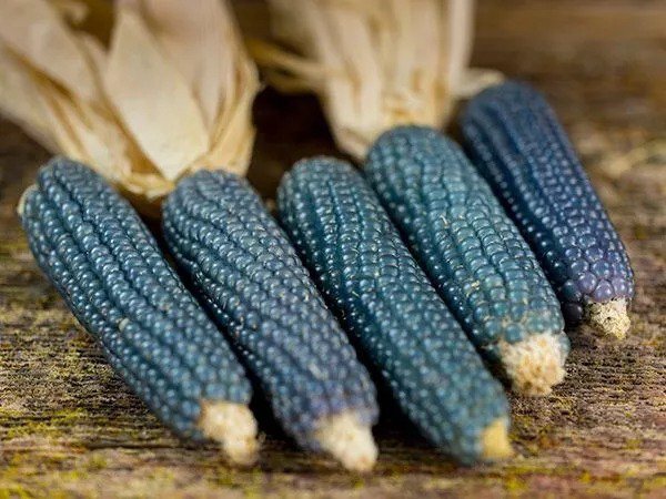 25 Blue Miniature Popcorn Corn Vegetable Seeds for Garden