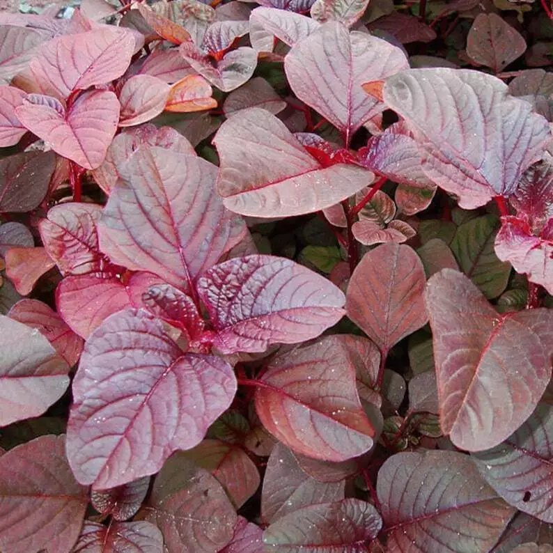 1000 Red Garnet Amaranth Flowers Seeds for Garden
