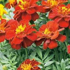 French Marigold DISCO RED 100 Seeds
