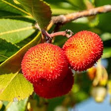STRAWBERRY TREE 10 SEEDS