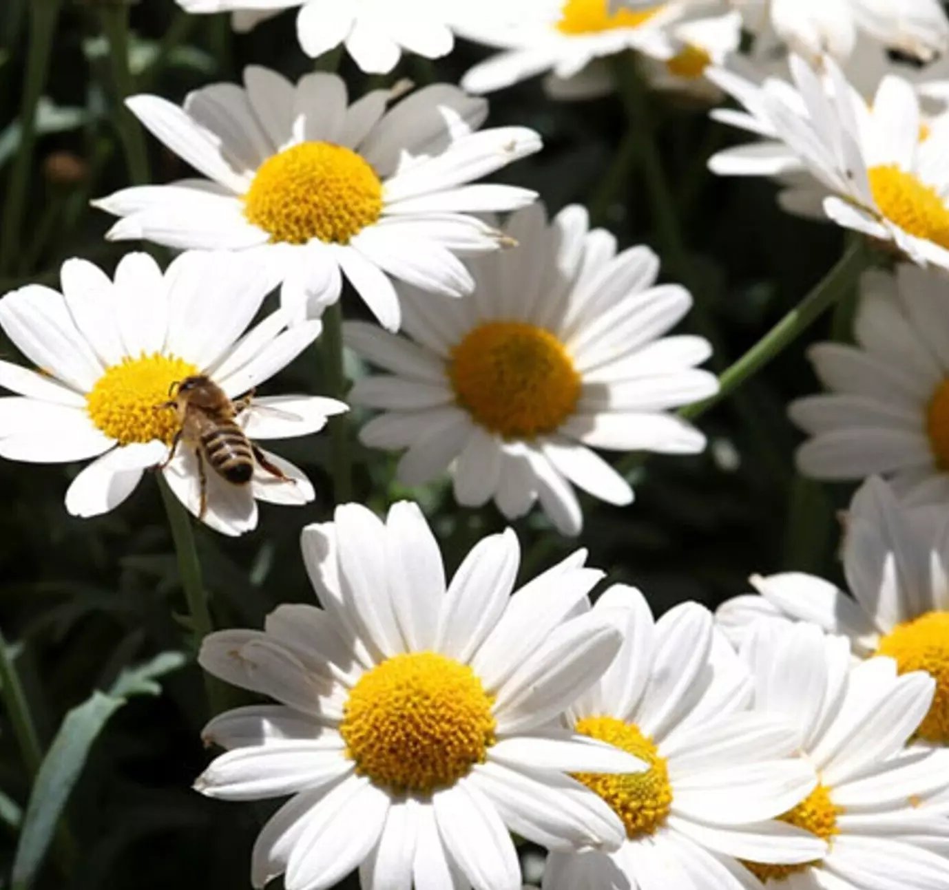 500 OX EYE DAISY FLOWER flower Seeds For Planting