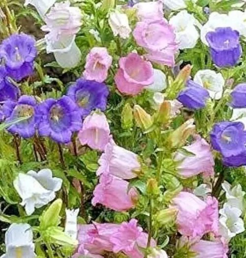300 CANTERBURY BELLS MIX FLOWER Seeds For Planting
