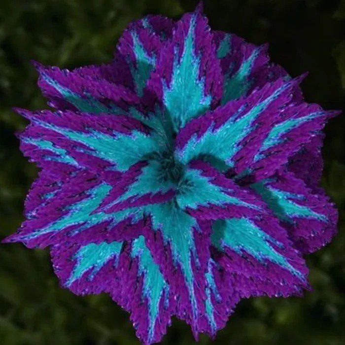 100 Haiyang Series Blue Coleus Flower Seeds for Garden