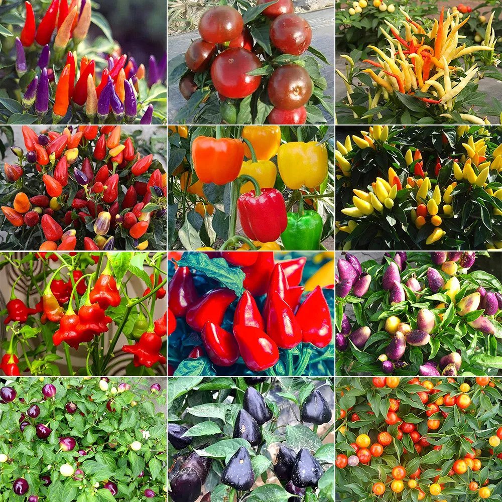 100 Ornamental Chili Pepper Vegetable Seeds for Garden