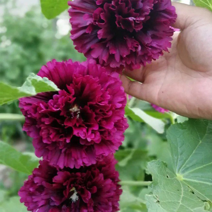 100 Alcea Queeny Purple Flower Seeds for Garden