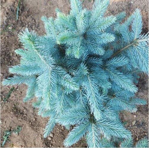 30 Colorado Blue Spruce Tree Seeds for Garden