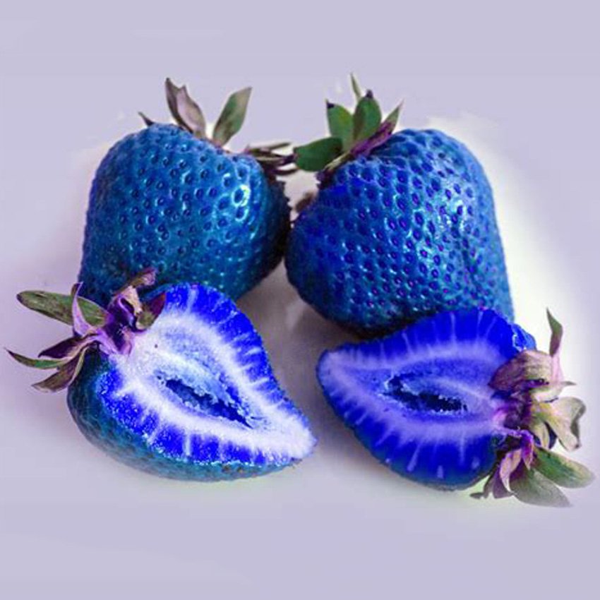 100 African blue strawberry Fruit Seeds for Garden