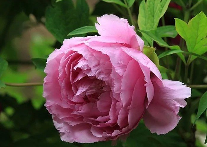 5 Feng Xia Pink Peony Flower Seeds for Garden