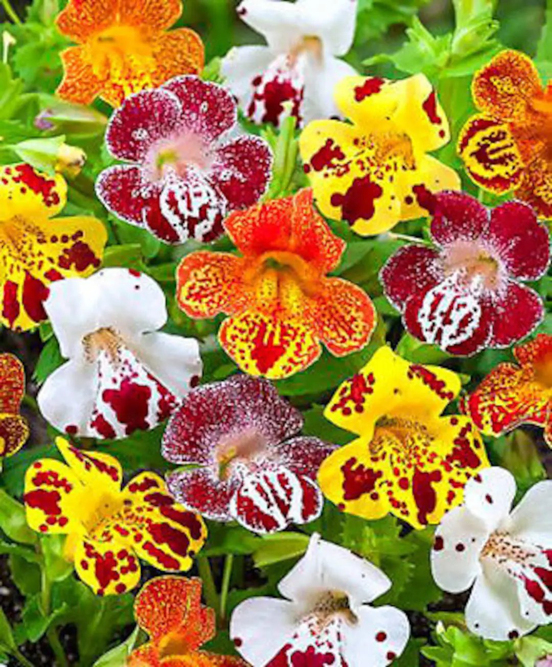 30 Colorful Monkey Face Flower Seeds for Garden