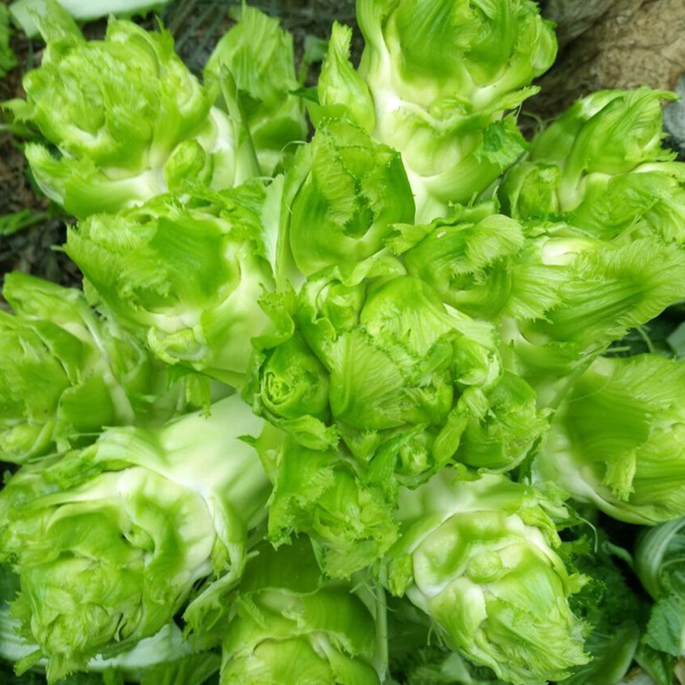 1000 Catechu Spores mustard Vegetables Seeds for Garden