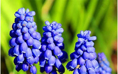 100 Violet Purple Grape Hyacinth Flower Seeds for Garden