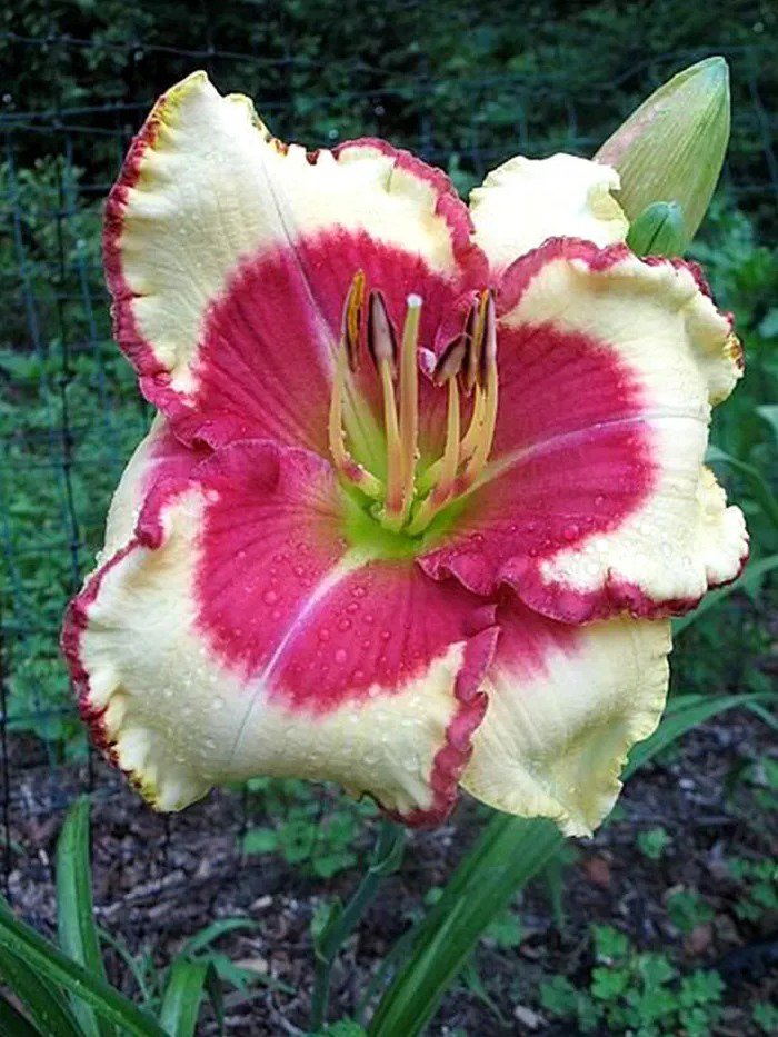 100 Hemerocallis 'Abilene Lillian' Flower Seeds for Garden