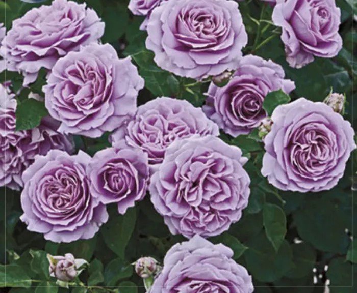 50 Qun feng Light Purple Rose Tree Flower Seeds for Garden