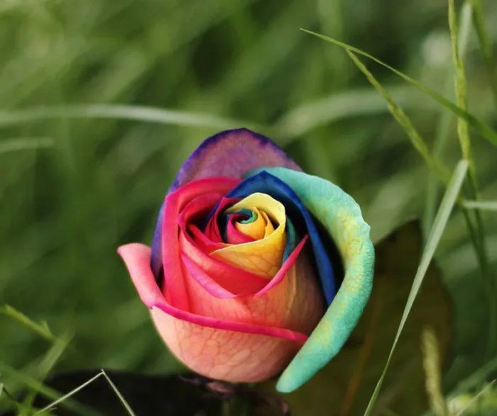 50 Rainbow Rose Flower Seeds for Garden