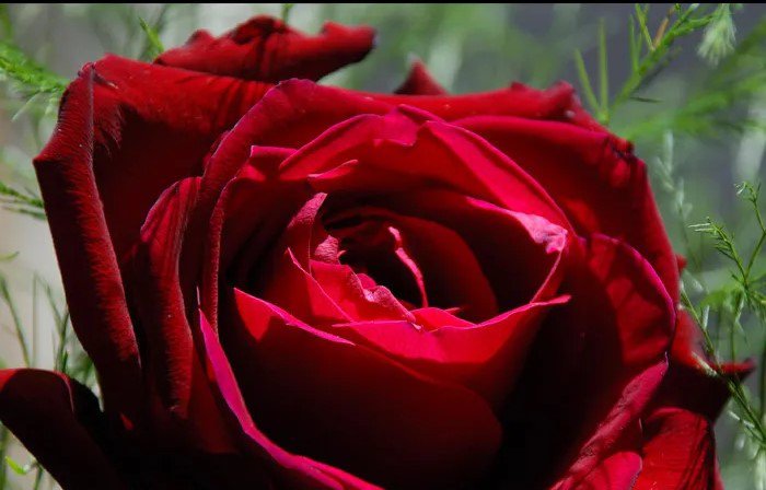 50 Thin Leaves Blood Red Rose Flower Seeds for Garden