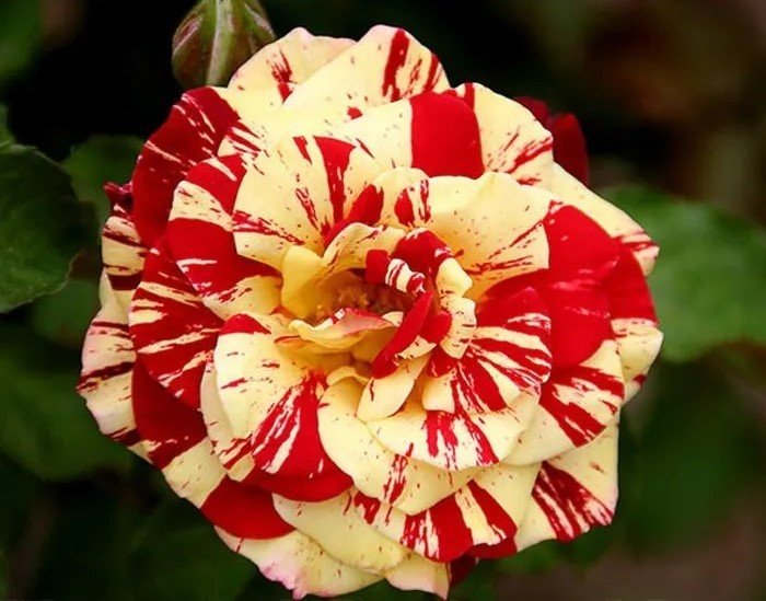 50 'Hua Kui' Yellow Red Rose Flower Seeds for Garden