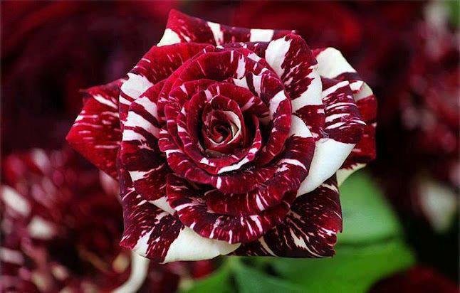200 Black Dragon Rose Flower Seeds for Garden