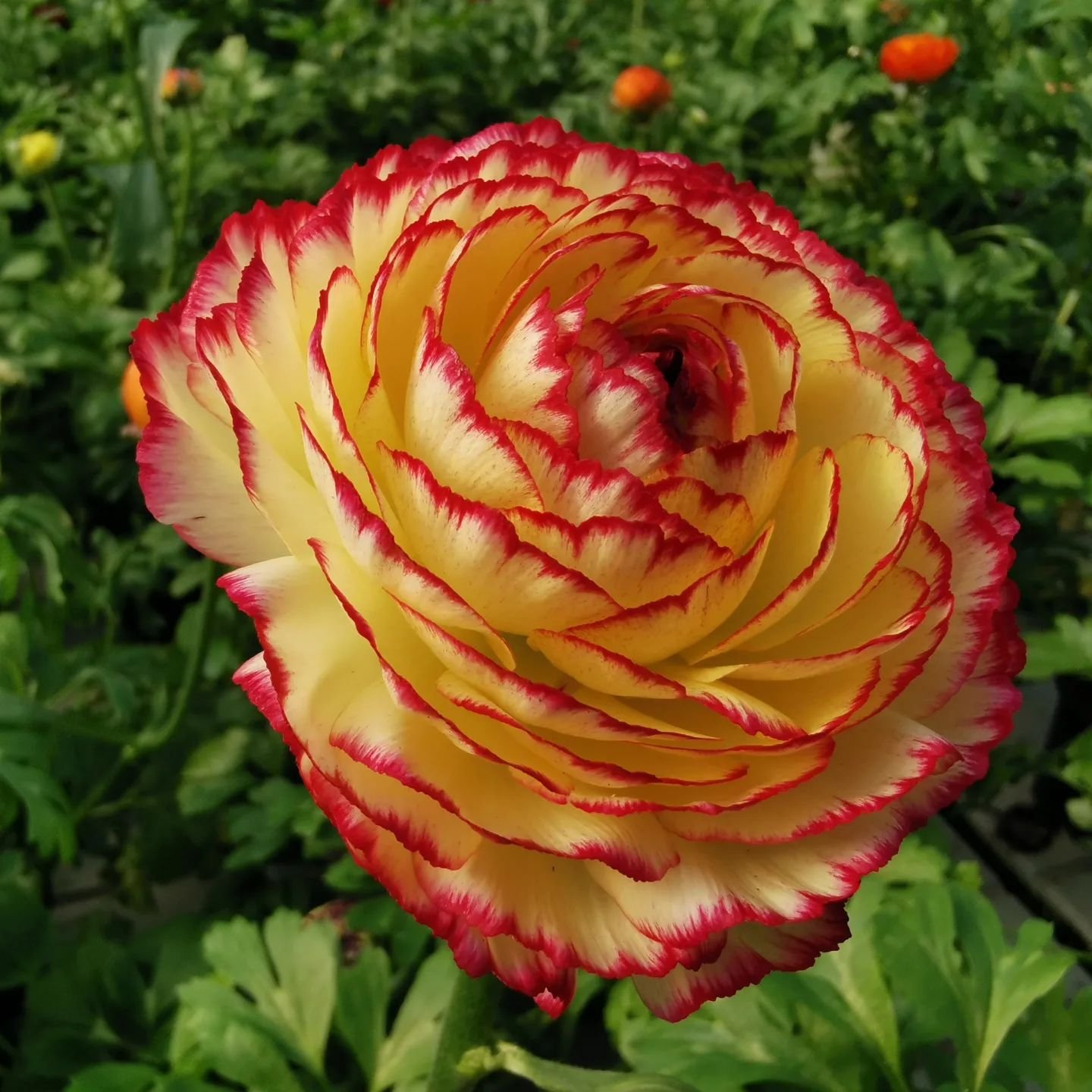 200 Persian Buttercup Flower Seeds for Garden