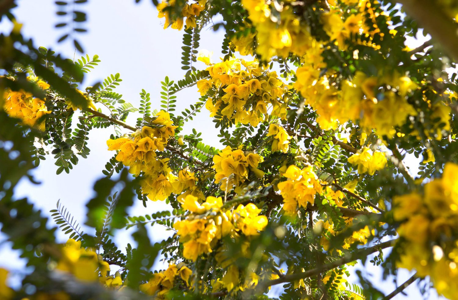 50 Yellow Sophora japonica Flower Seeds for Garden