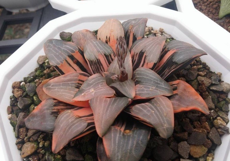 150 Monotropa Uniflora Indian Pipe Flower Seeds for Garden