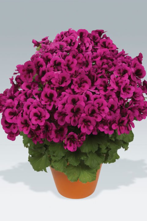 10 Geranium Dark Purple 'violet butterfly' Flower Seeds for Garden