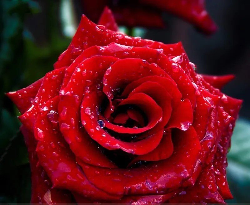 50 Strong Fragrant Red Rose Flower Seeds for Garden