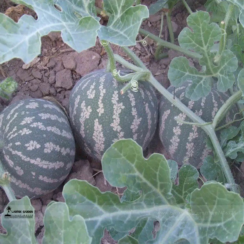 20 Watermelon 'Ling Long Ha' Fruit Seeds for Garden
