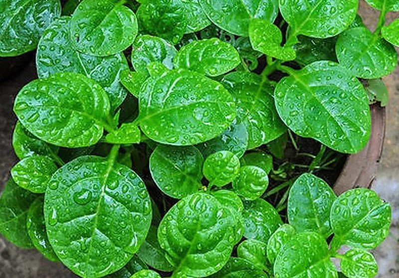 50 Green Malabar Spinach Vegetable Seeds for Garden